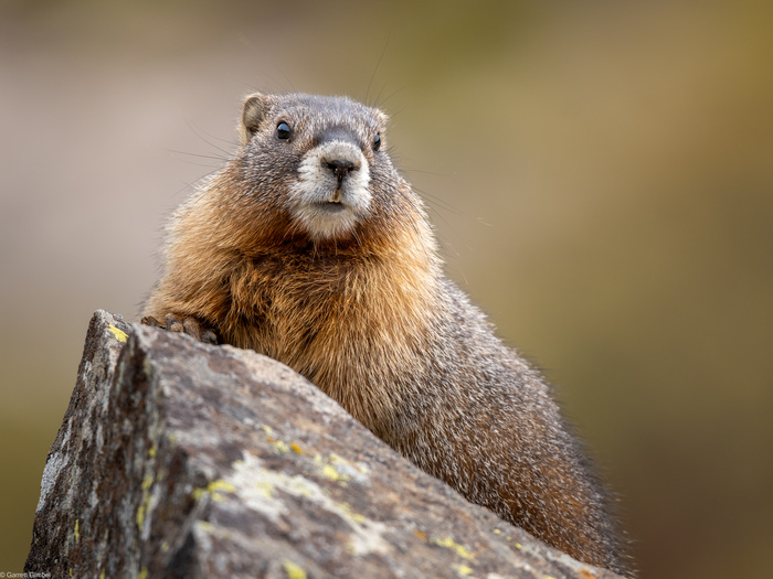 Yellow-bellied Marmot Portrait - Garrett Gimbel on Fstoppers