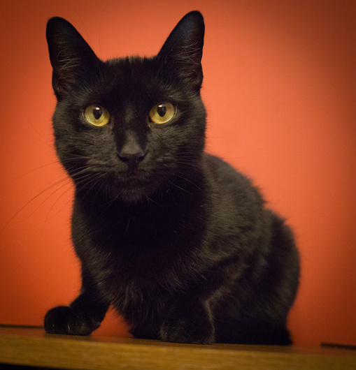 Poses for Food - James Sansing on Fstoppers