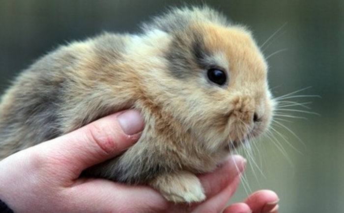 [News] Photographer Kills, Rare, Earless, Mutant Rabbit | Fstoppers