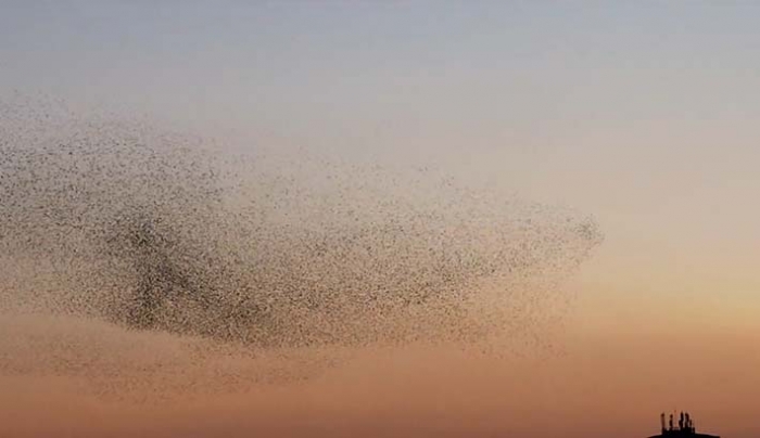 Right Place, Right Time: Capturing A Gorgeous Murmuration In The South ...