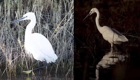 Great Tips on How to Get Perfect Panning Shots of Wildlife | Fstoppers