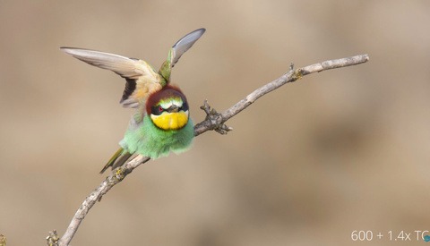 Capturing the Best Poses for Bird Photography | Fstoppers