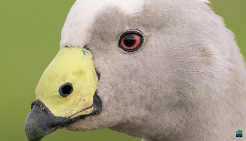 What Is the Best 85mm Prime Lens for Sony Shooters? | Fstoppers