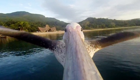 Levitating Bird or Camera's Frame Rate Perfectly Synced With Bird's ...