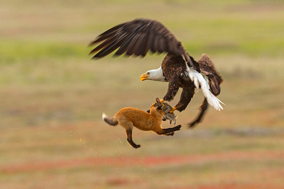 An Original Flow Motion Safari Video Featuring African Wildlife | Fstoppers