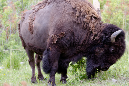 Critique the Community: Wildlife | Fstoppers
