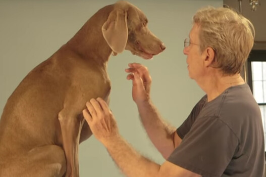On The Bright Side - The Iconic Dog Portraits of William Wegman | Fstoppers