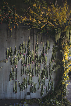 Beauty Blooms in Blight: Striking Photos Show Burst of Color in ...