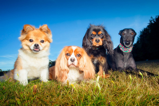 Tips and Tricks for Photographing Groups of Dogs | Fstoppers