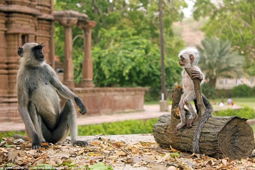 'Spy in the Wild', a New BBC Series uses Animatronic Animals Rigged ...