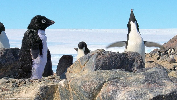 'Spy in the Wild', a New BBC Series uses Animatronic Animals Rigged ...