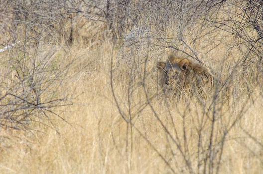 Neuroscience Kung Fu: Use Contrast to Immediately Guide the Eye to the ...