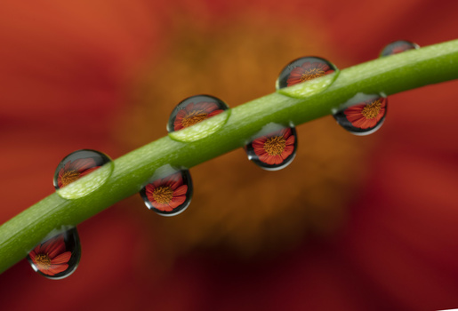 Mastering Macro Photography: The Complete Shooting and Editing Tutorial ...