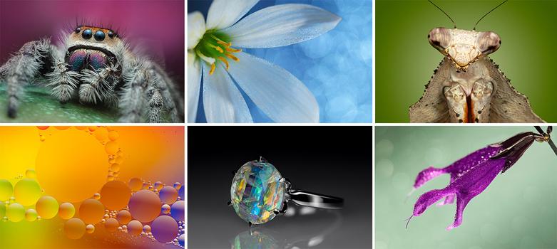 Mastering Macro Photography: The Complete Shooting and Editing Tutorial ...