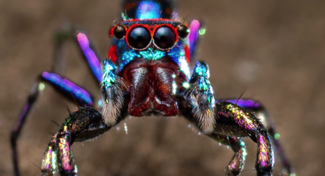 Amateur Photographer Captures World's 'Most Colorful' Spider | Fstoppers