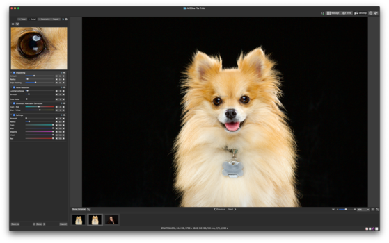 How to Make Your Puppy Portraits Pop | Fstoppers