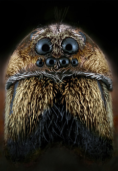 Photographer Turns His Fear of Bugs Into Passion for Shooting World's ...