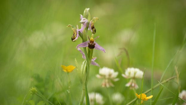 Improve Your Flower Photos With These 5 Tips | Fstoppers