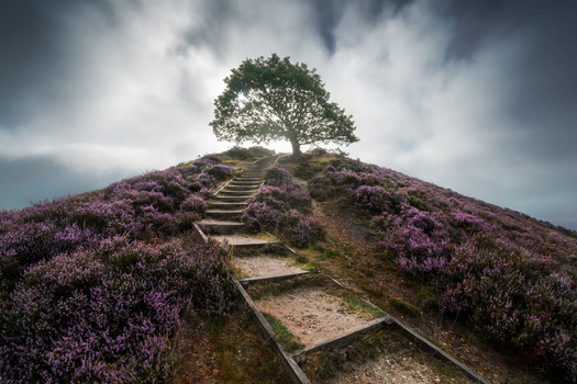 Heather Season Is Here, This Is How to Photograph It | Fstoppers