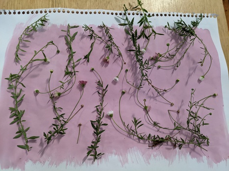 Making Images Without a Camera: How To Create Anthotypes | Fstoppers