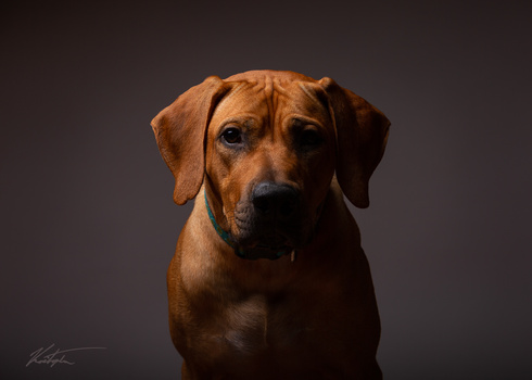 Critique the Community: Dogs | Fstoppers