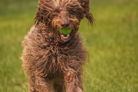Critique the Community: Dogs | Fstoppers