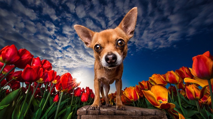 Dog Photography That Is Doggone Good | Fstoppers