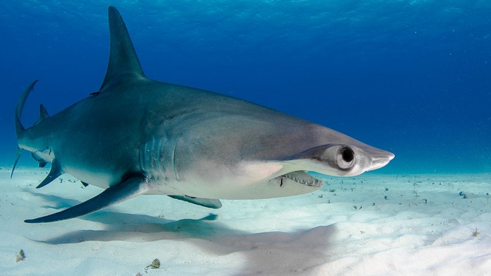 6 Tips for Photographing Sharks Safely | Fstoppers