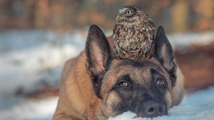 The Incredible Photo Series Documenting the Unlikely Friendship Between ...