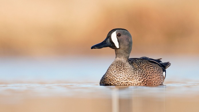 Background Basics for Wildlife Photography | Fstoppers