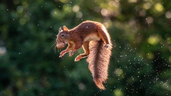 Wildlife Photographer Brings Joy by Documenting Jumping Squirrels ...