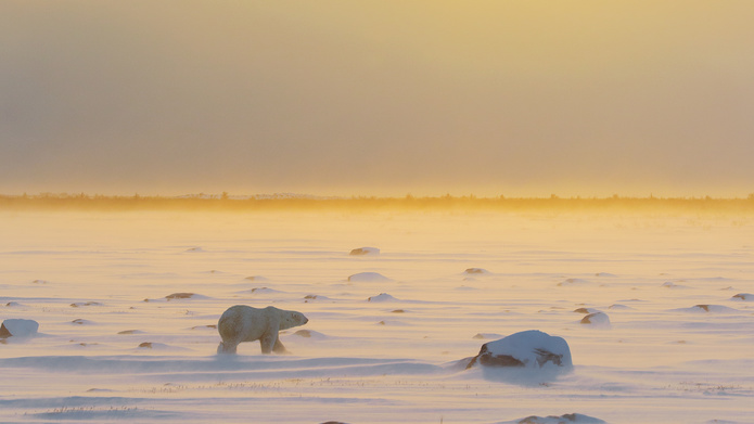 Tips for Photographing the World's Largest Land Predator in the Arctic ...