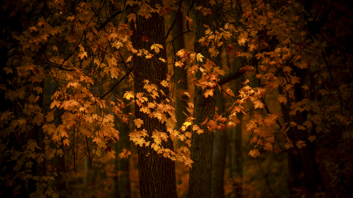 Fall Photography Essentials: Techniques for Capturing the Season's ...