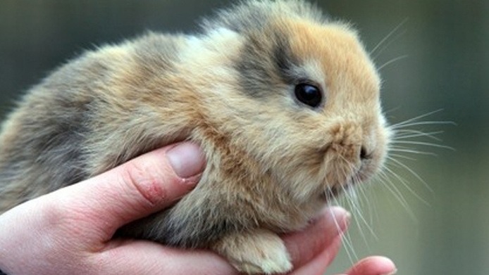 [News] Photographer Kills, Rare, Earless, Mutant Rabbit | Fstoppers