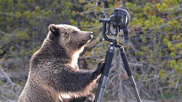 Camera Vs. Wild: The Damage Waiver Bearly Covered This One | Fstoppers