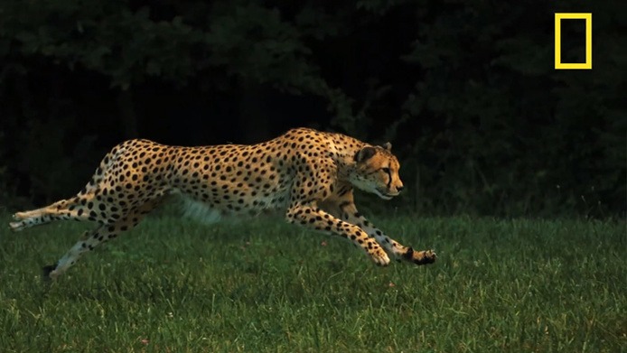 National Geographic Films Fastest Animal In Slow Mo | Fstoppers