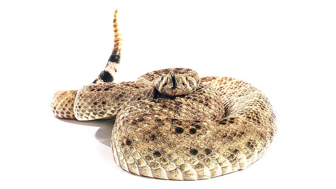 Photographing a Rattlesnake: How I Did It and Why I Won't Do It Again ...