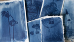 An Unpretentious Guide to Cyanotype Printing | Fstoppers