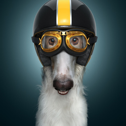 Flying furrbals: Poetry in motion - Chris Van Riel on Fstoppers