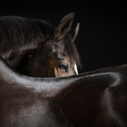 Beauty in window - Milan R on Fstoppers