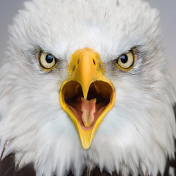 Mad Eagle - Kevin Plovie on Fstoppers