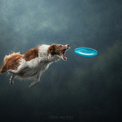 Flying furrbals: Poetry in motion - Chris Van Riel on Fstoppers