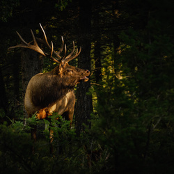 Suzi 2.0 - Warren Stowell on Fstoppers