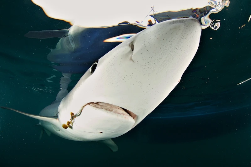 Photographer Shares Shocking Images Commercial Fishermen Don't Want You ...