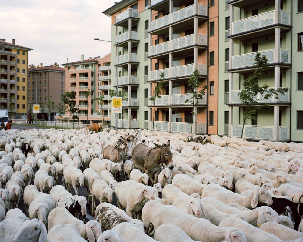 Urban Shepherds and Medium-Format Film: The Photography of Stefano ...
