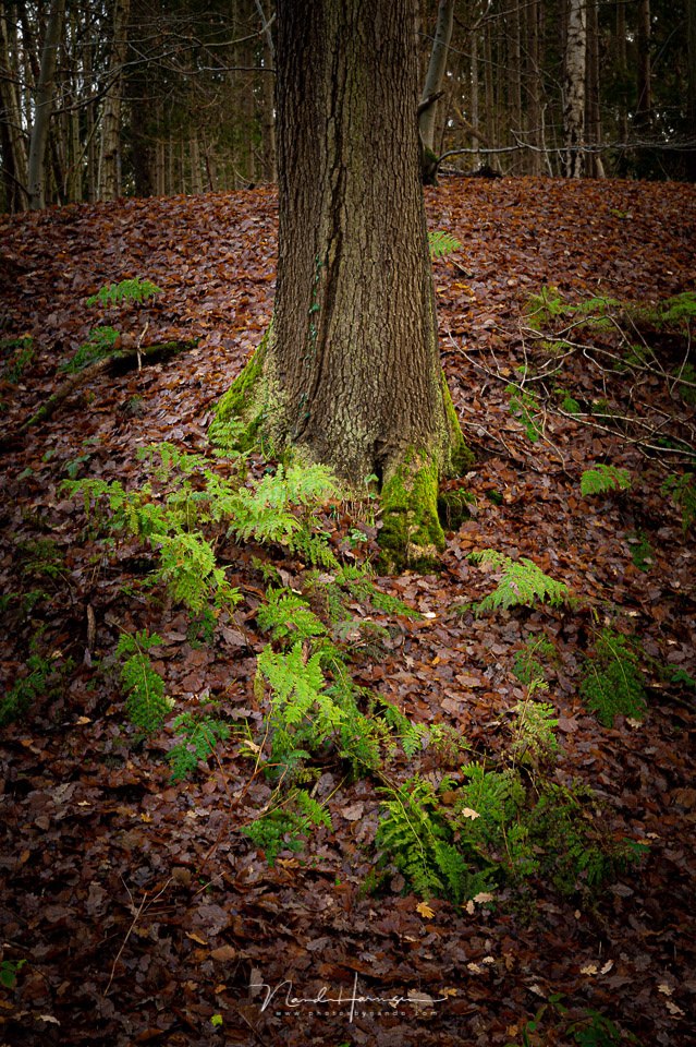 The Orientation of a Landscape Photo: Why Vertical Is Sometimes Better ...