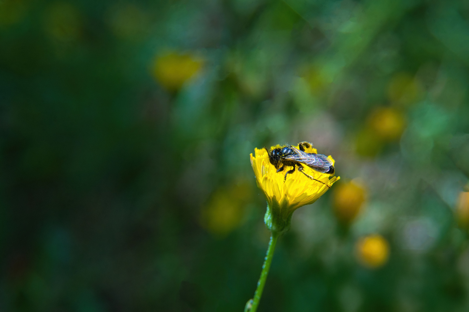 Macro Photography on the Cheap | Fstoppers