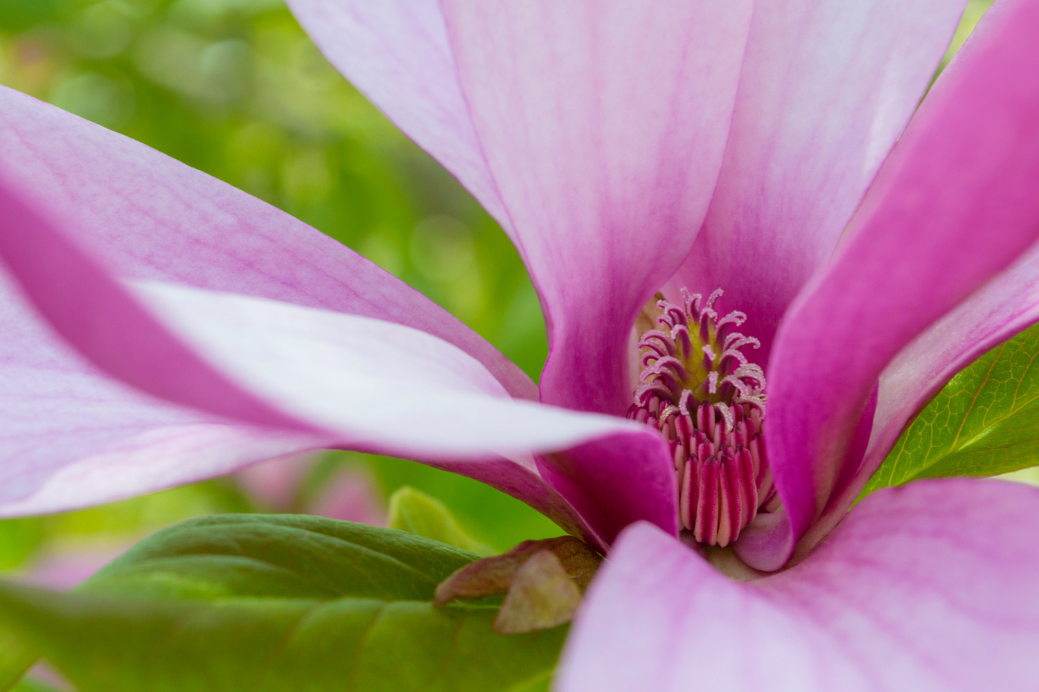Mulan Magnolia by Brandon Sewell | Fstoppers