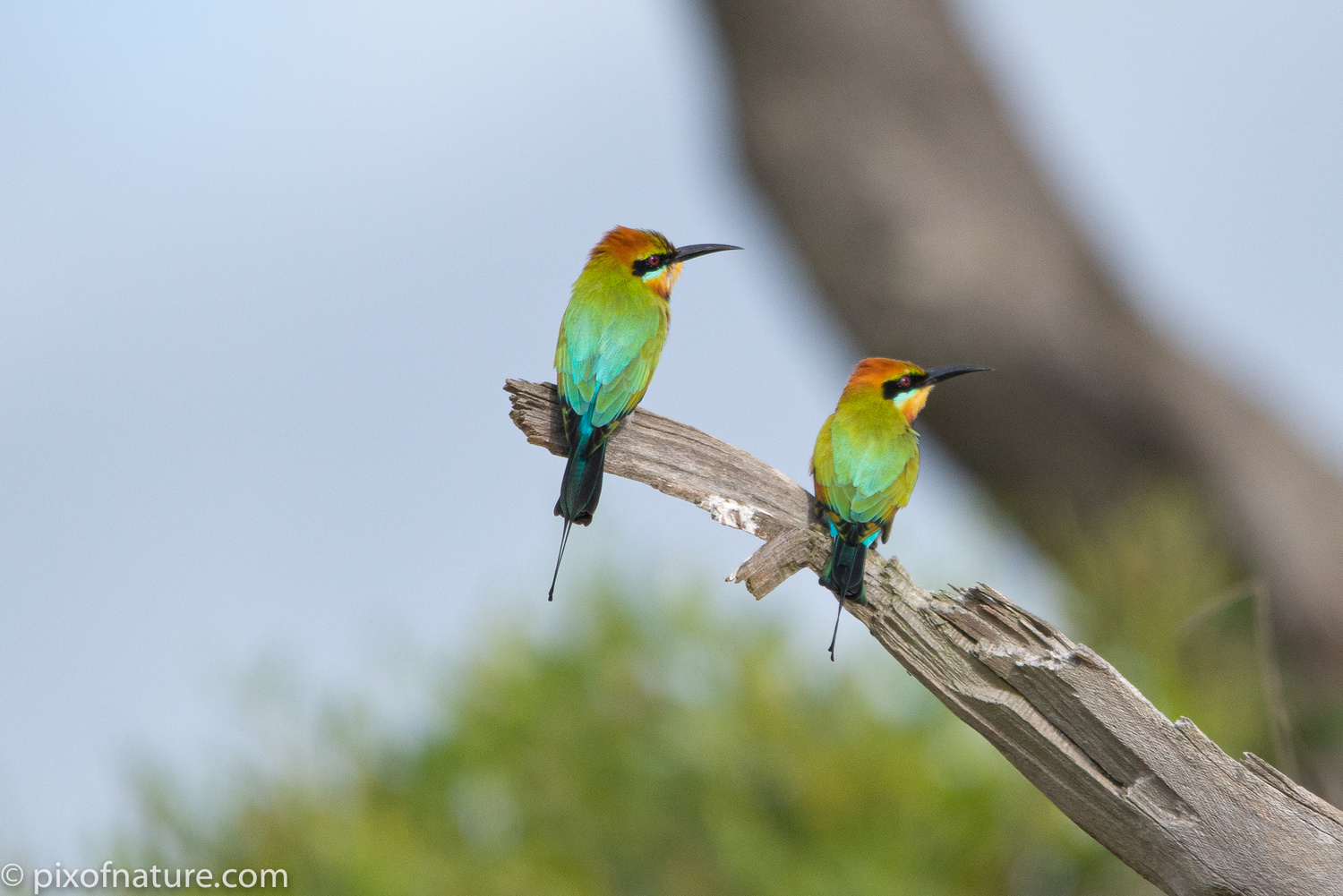 Rainbow Bee-eater | Fstoppers