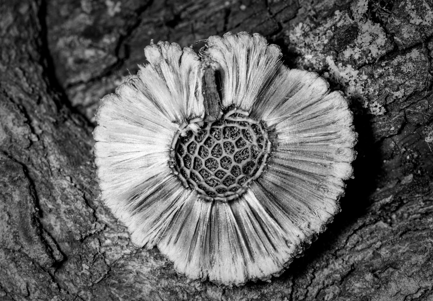 Sycamore Seed Pod by Robert Lee | Fstoppers